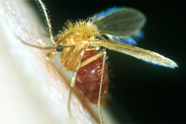 Leishmaniasis - A neglected enemy!